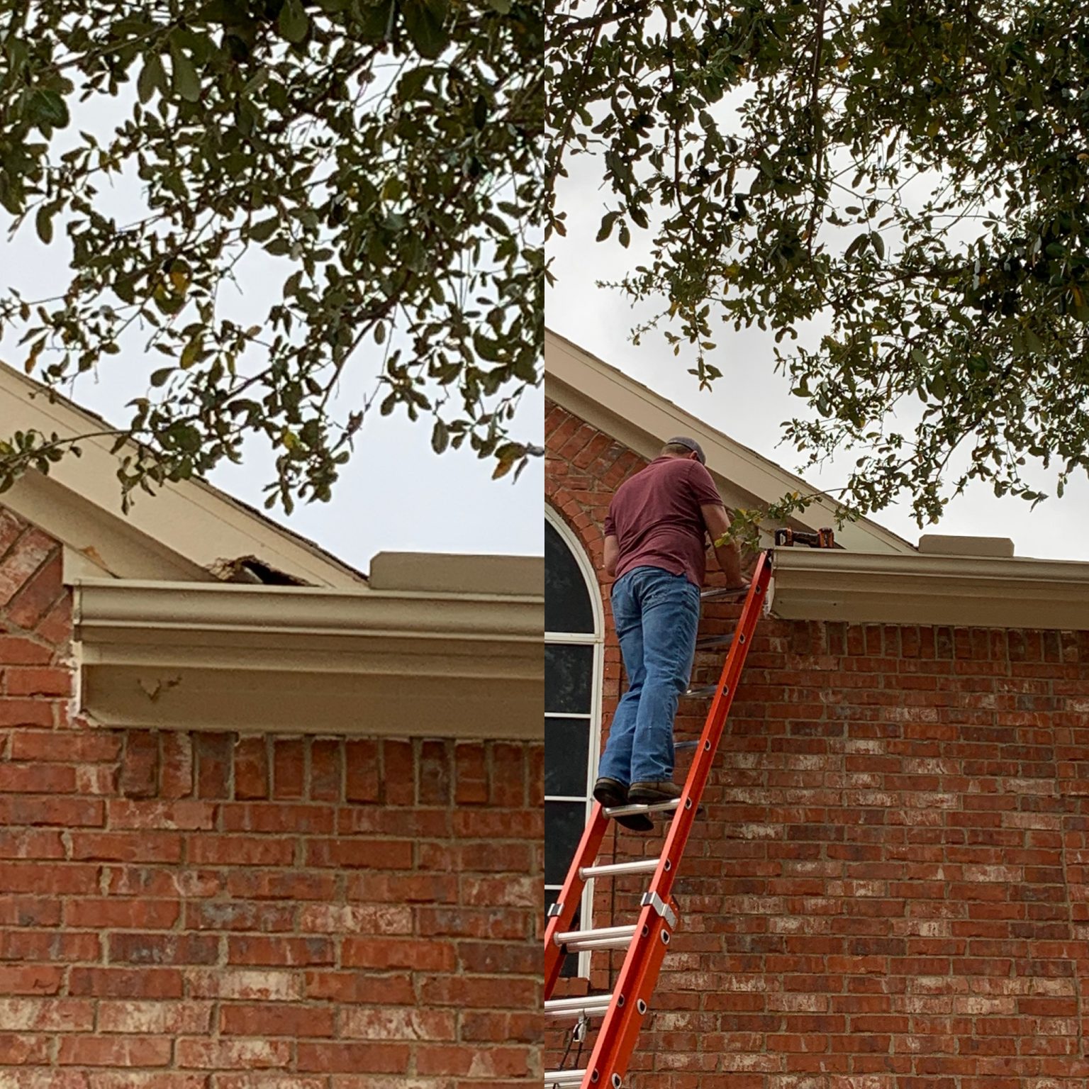 Rodent Exclusion | Preferred Pest Management