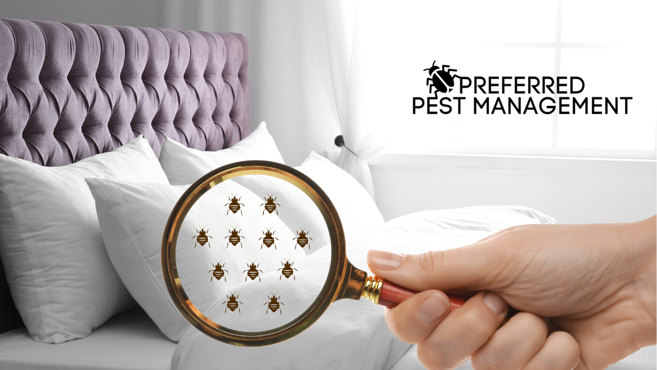 Bed Bug Prevention and Treatment | Preferred Pest Management