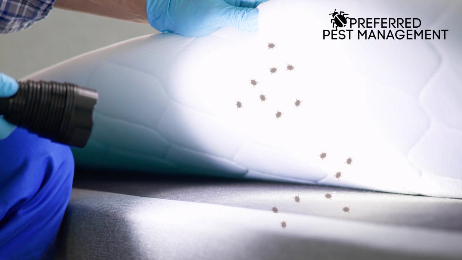 Top-Rated Bed Bug Treatment Plano, TX | Preferred Pest