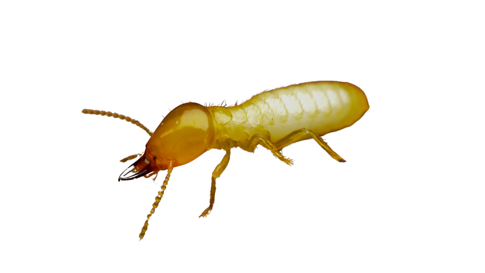 Subterranean Termite Treatment: Protecting Your Home from Costly Damage