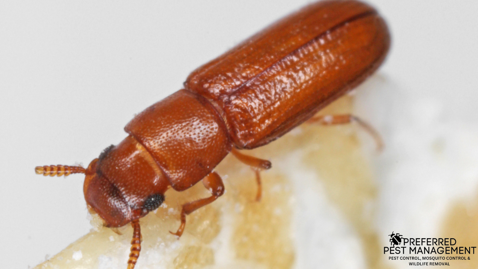 What Are Common Pantry Pests in Plano and How to Prevent Them ...