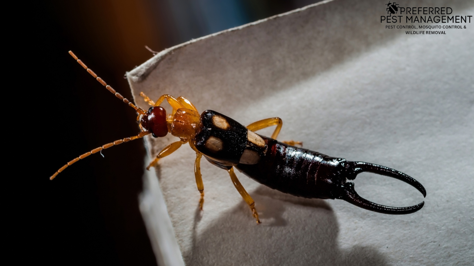Earwig Season: When and Where They’re Most Active | Preferred Pest ...