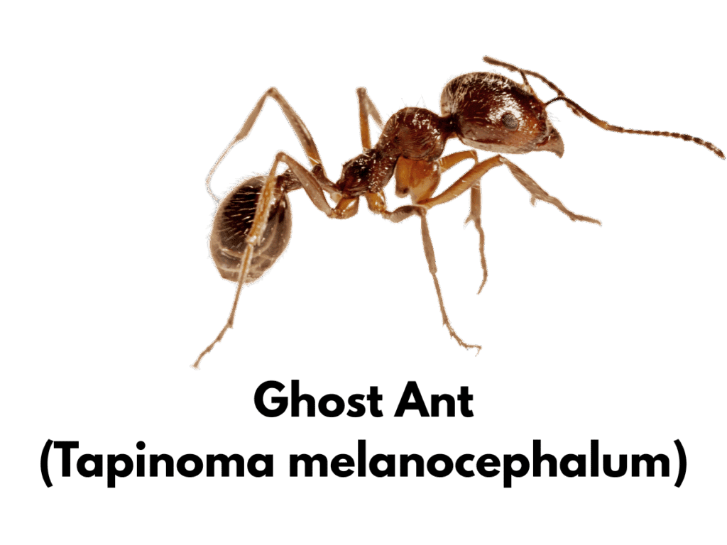Are Ghost Ants Taking Over Your DFW Home? Here’s What to Do - Preferred ...