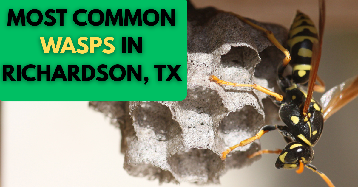 Wasp Removal Plano & Dallas, TX - Same Day Wasp Removal Available