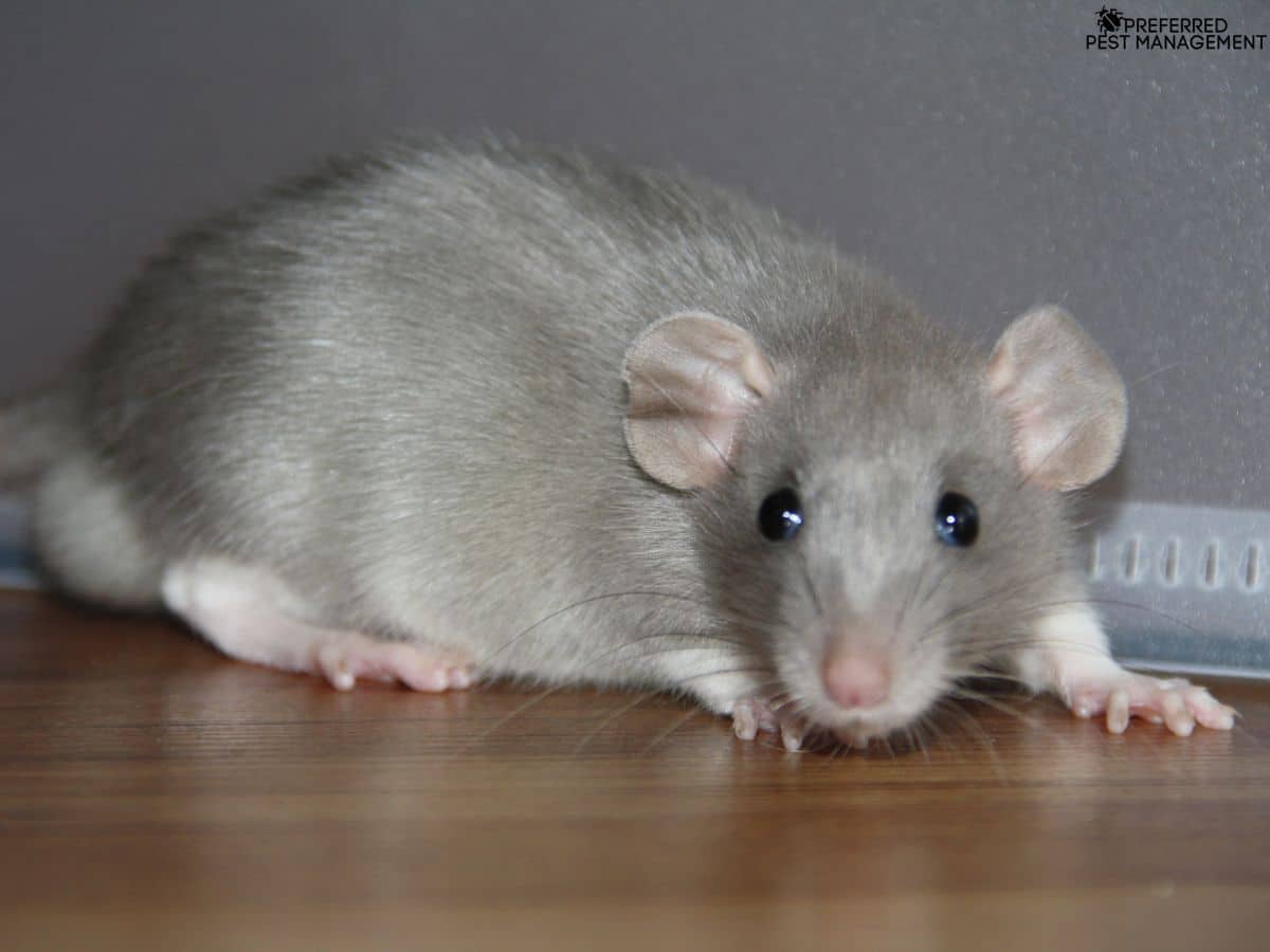 Rat Exterminator Plano, TX | Same Day Rodent Inspections | Exclusion ...