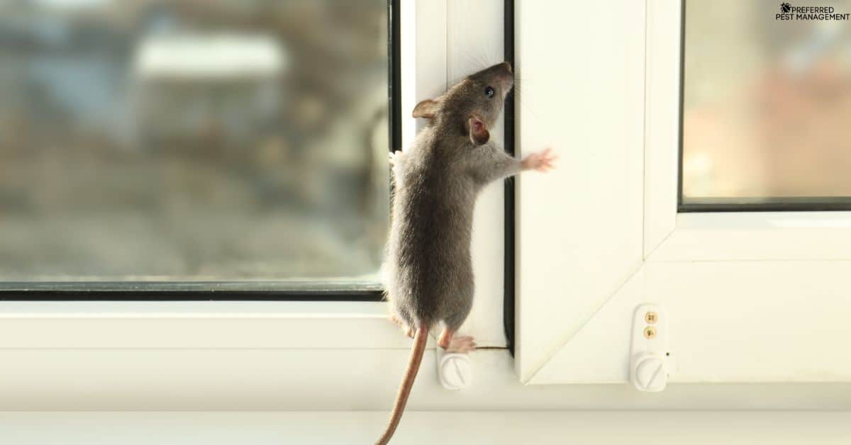 Mouse Removal Plano, TX | Preferred Pest Management